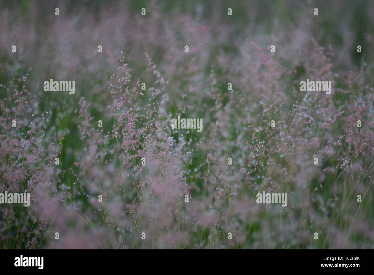 Herb pattern hi-res stock photography and images - Alamy