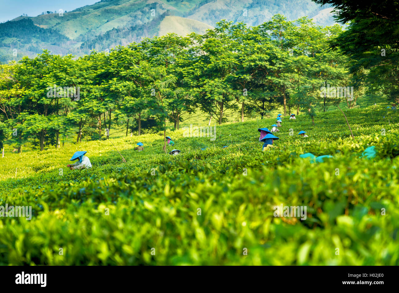 People picking green tea on plantation in Java, Indonesia Stock Photo ...