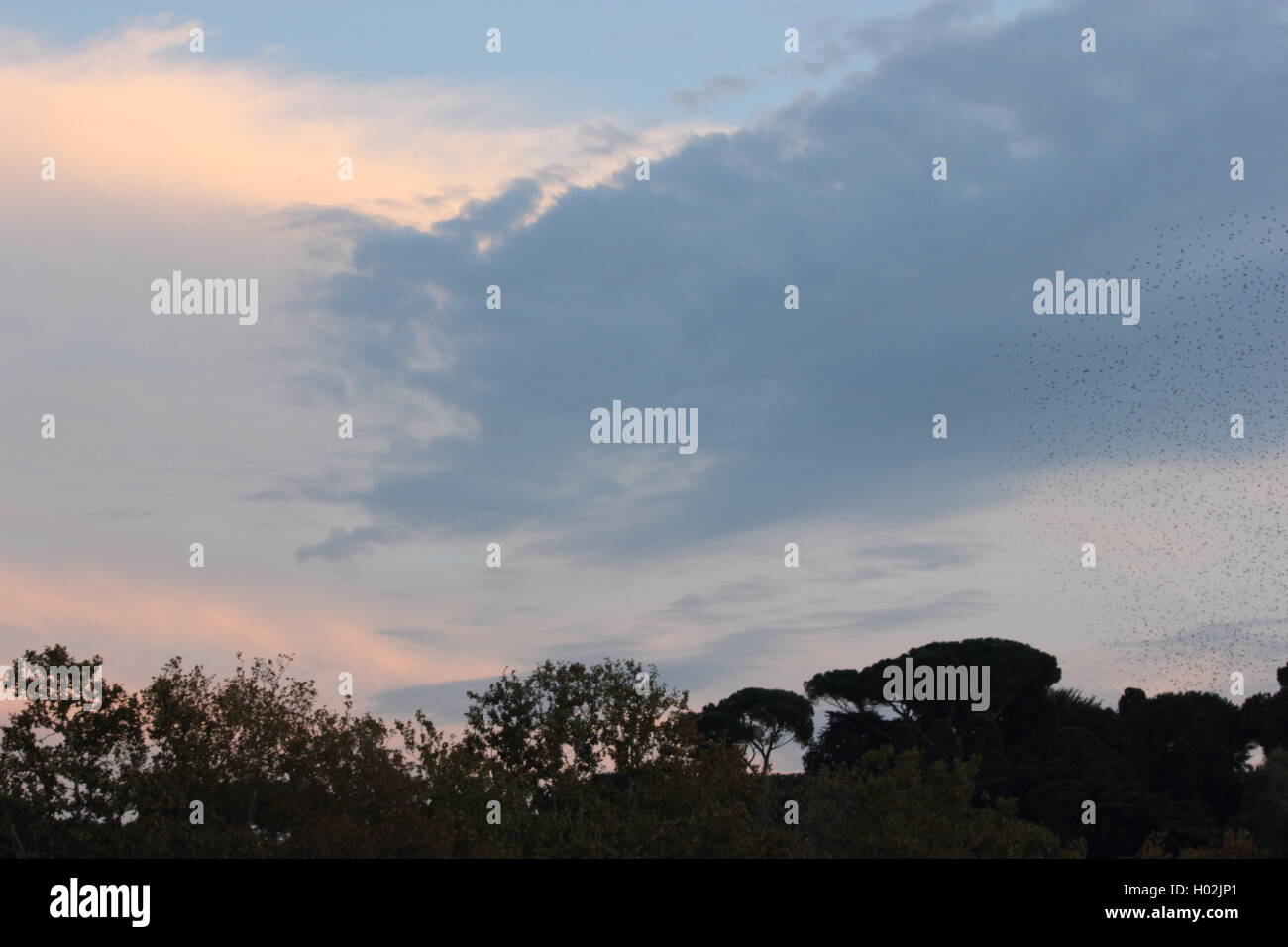 birds migrating, a beautiful picture of starlings migrating, Roma, Rome ...