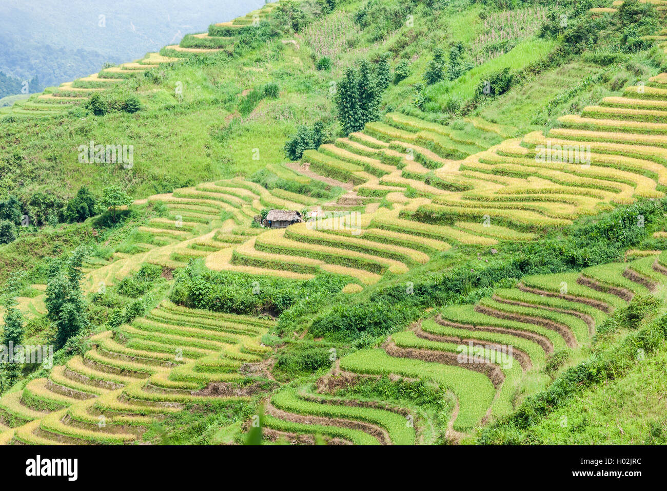 Rice fields at Vietnam Stock Photo - Alamy