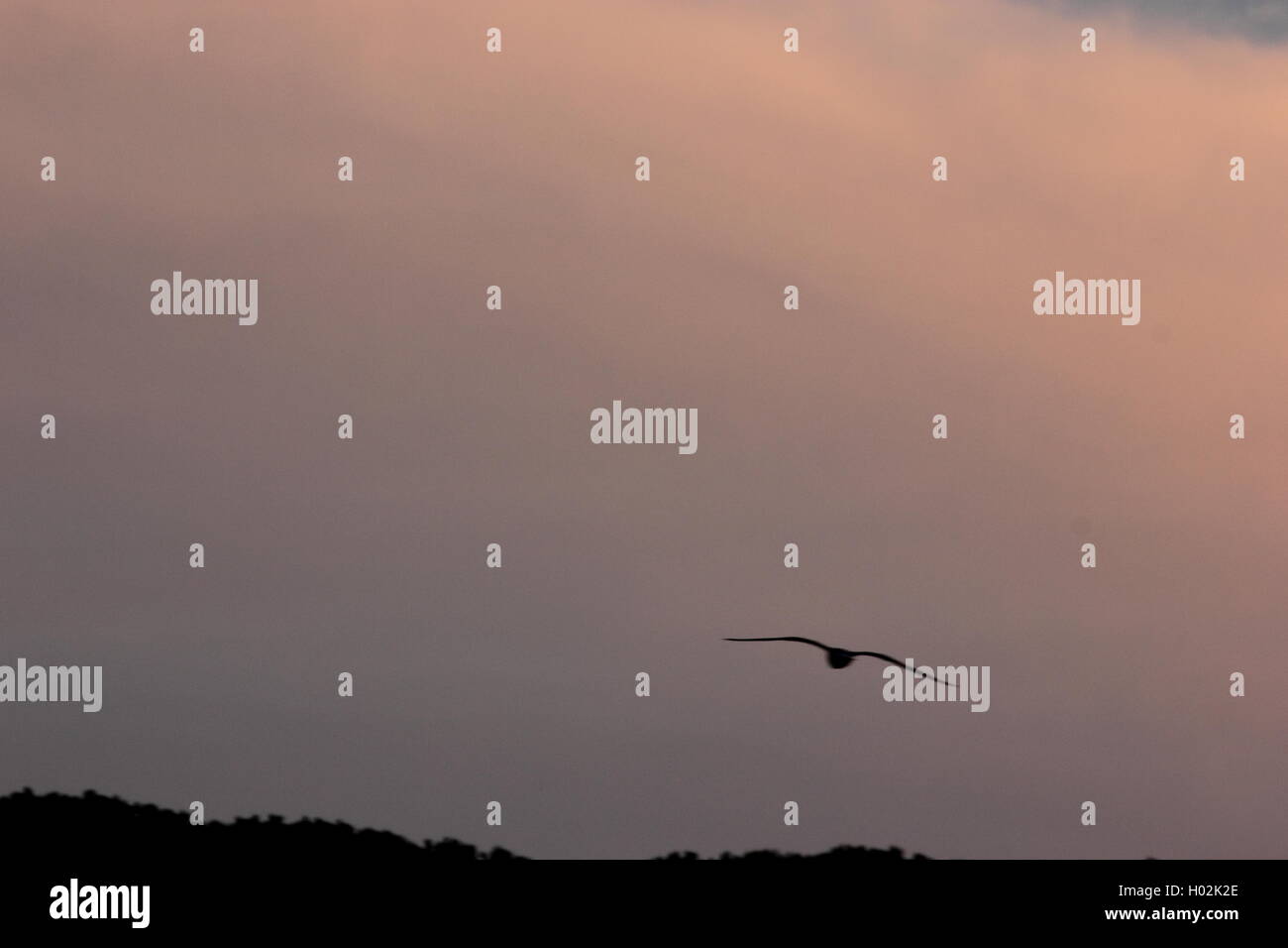 birds migrating, a beautiful picture of starlings migrating, Roma, Rome ...