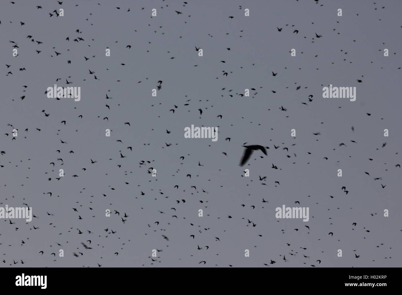 birds migrating, a beautiful picture of starlings migrating, Roma, Rome ...