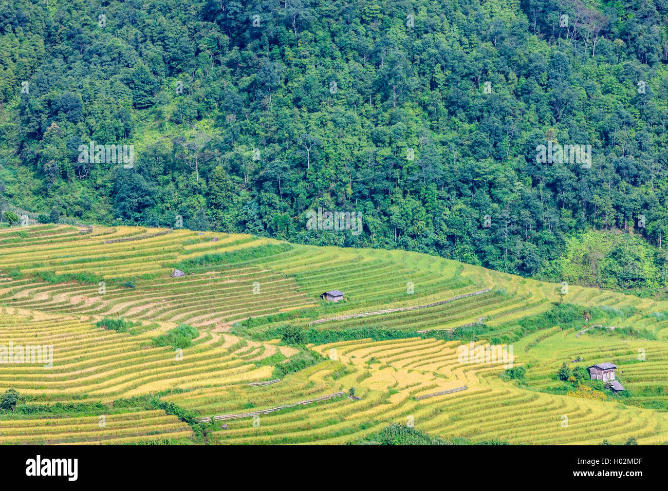 Rice fields at Vietnam Stock Photo - Alamy