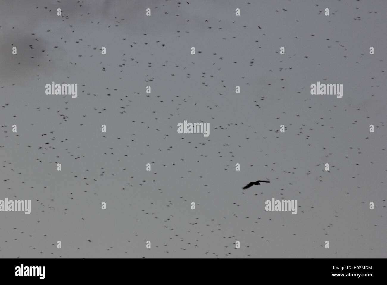 birds migrating, a beautiful picture of starlings migrating, Roma, Rome ...