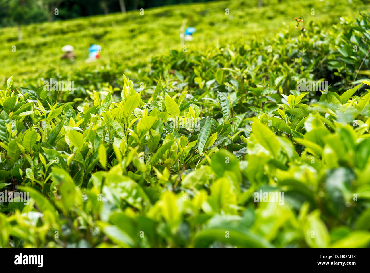People picking green tea on plantation in Java, Indonesia Stock Photo ...