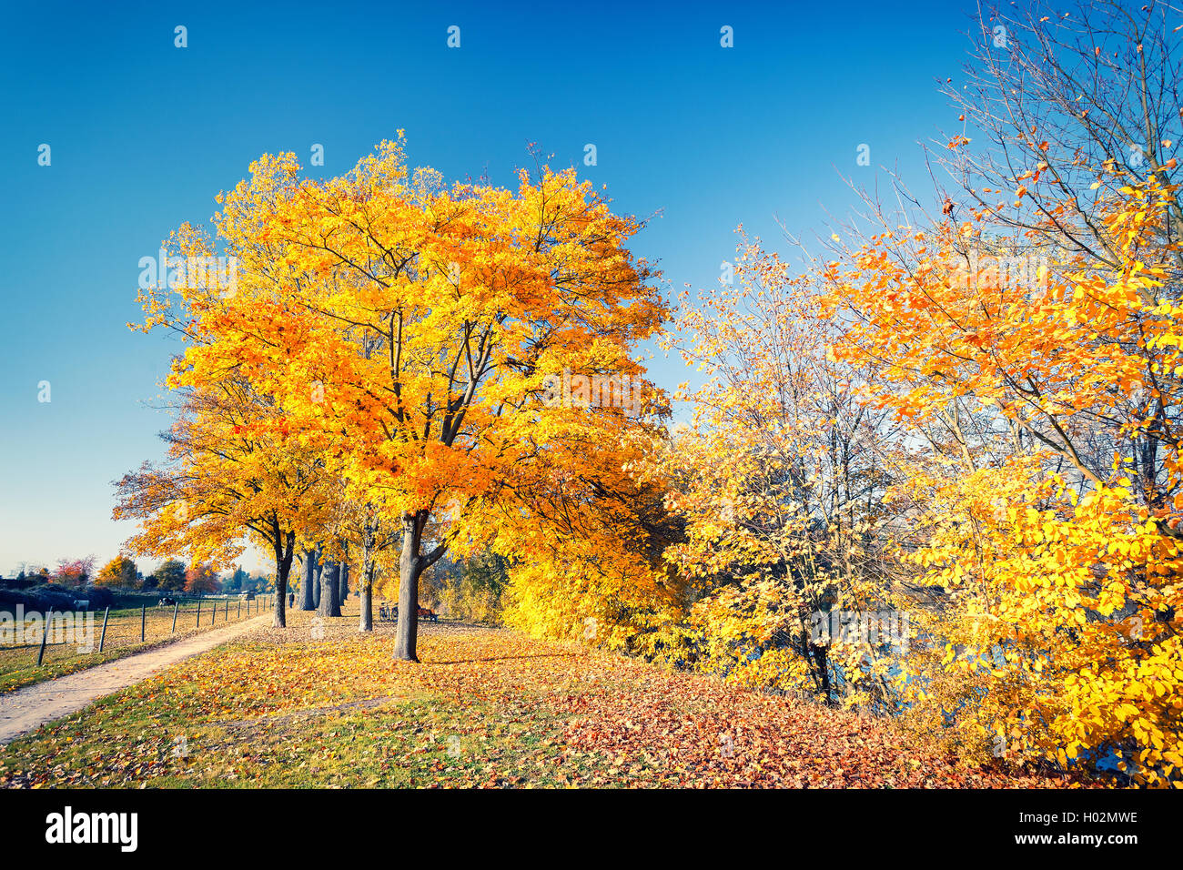 Colorful autumn park Stock Photo - Alamy