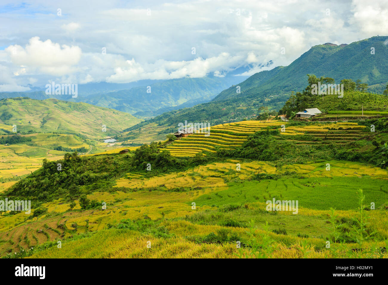 Rice fields at Vietnam Stock Photo - Alamy