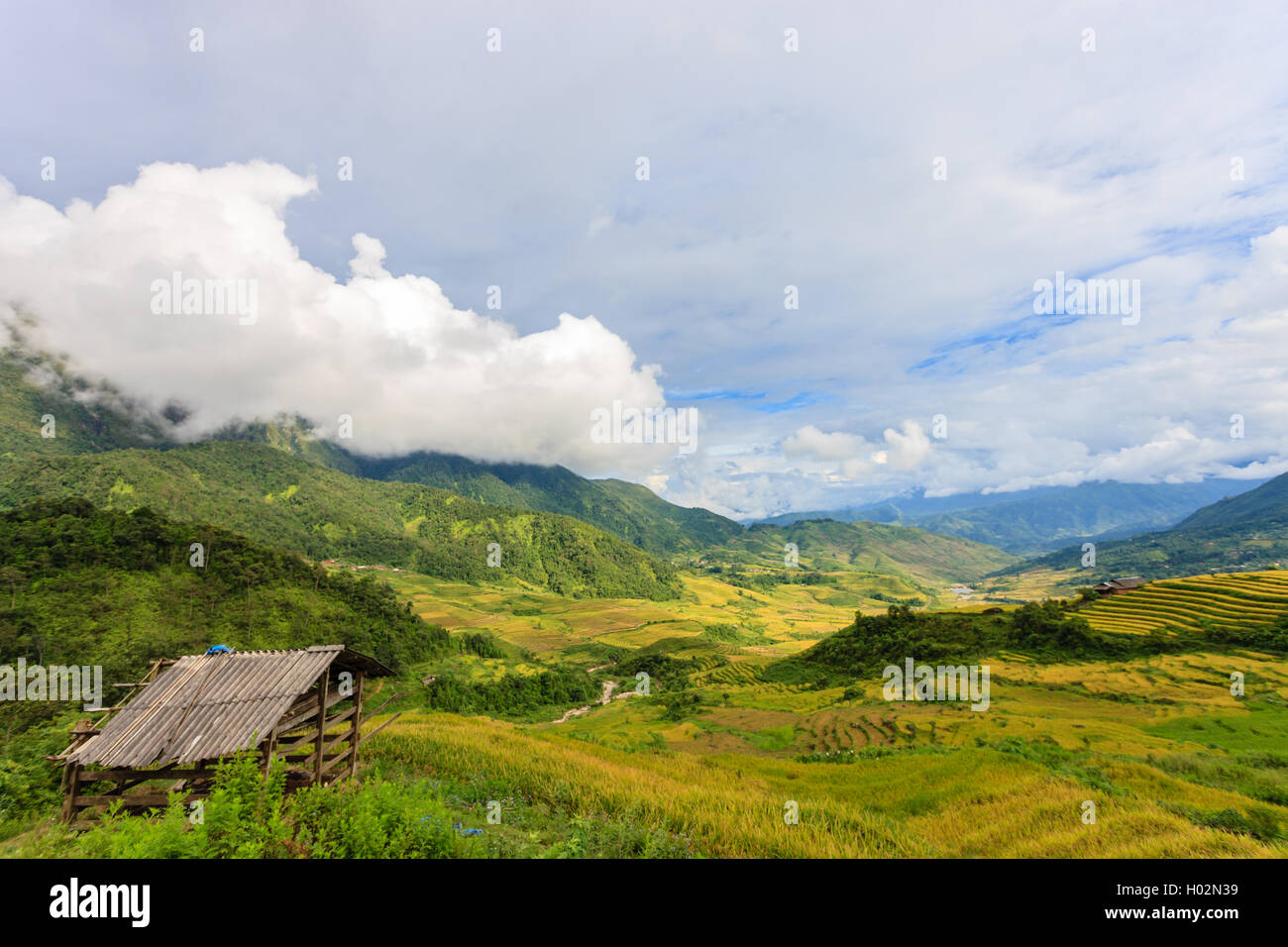 Rice fields at Vietnam Stock Photo - Alamy