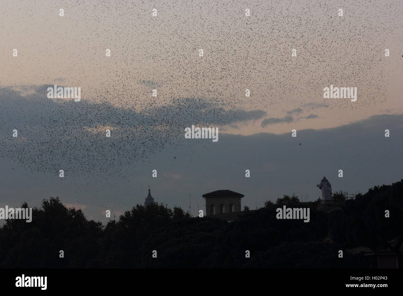 birds migrating, a beautiful picture of starlings migrating, Roma, Rome ...