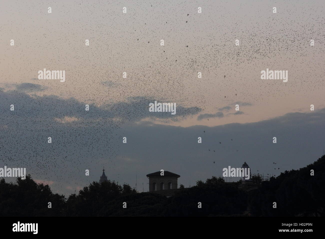 birds migrating, a beautiful picture of starlings migrating, Roma, Rome ...