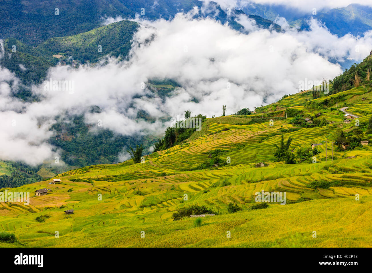 Rice fields at Vietnam Stock Photo - Alamy