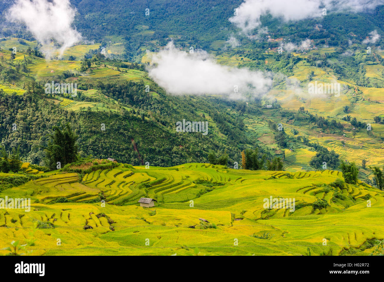 Rice fields at Vietnam Stock Photo - Alamy