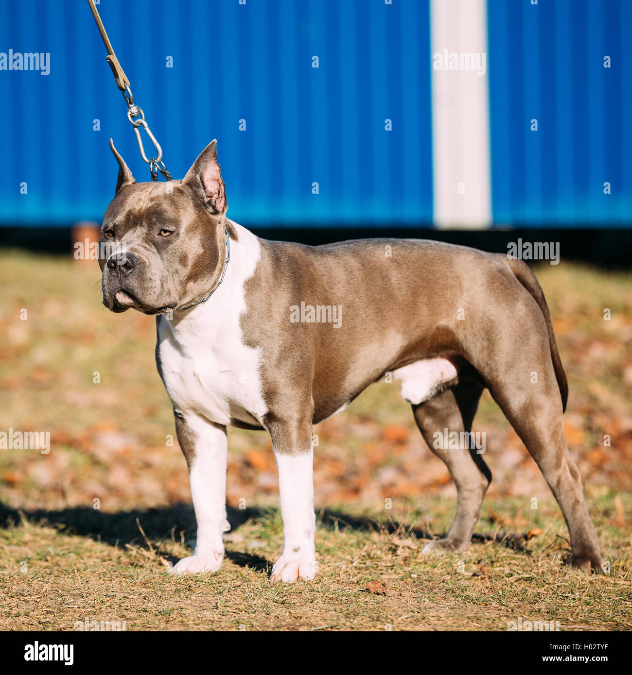 Staffordshire dog aggressive hi-res stock photography and images - Alamy