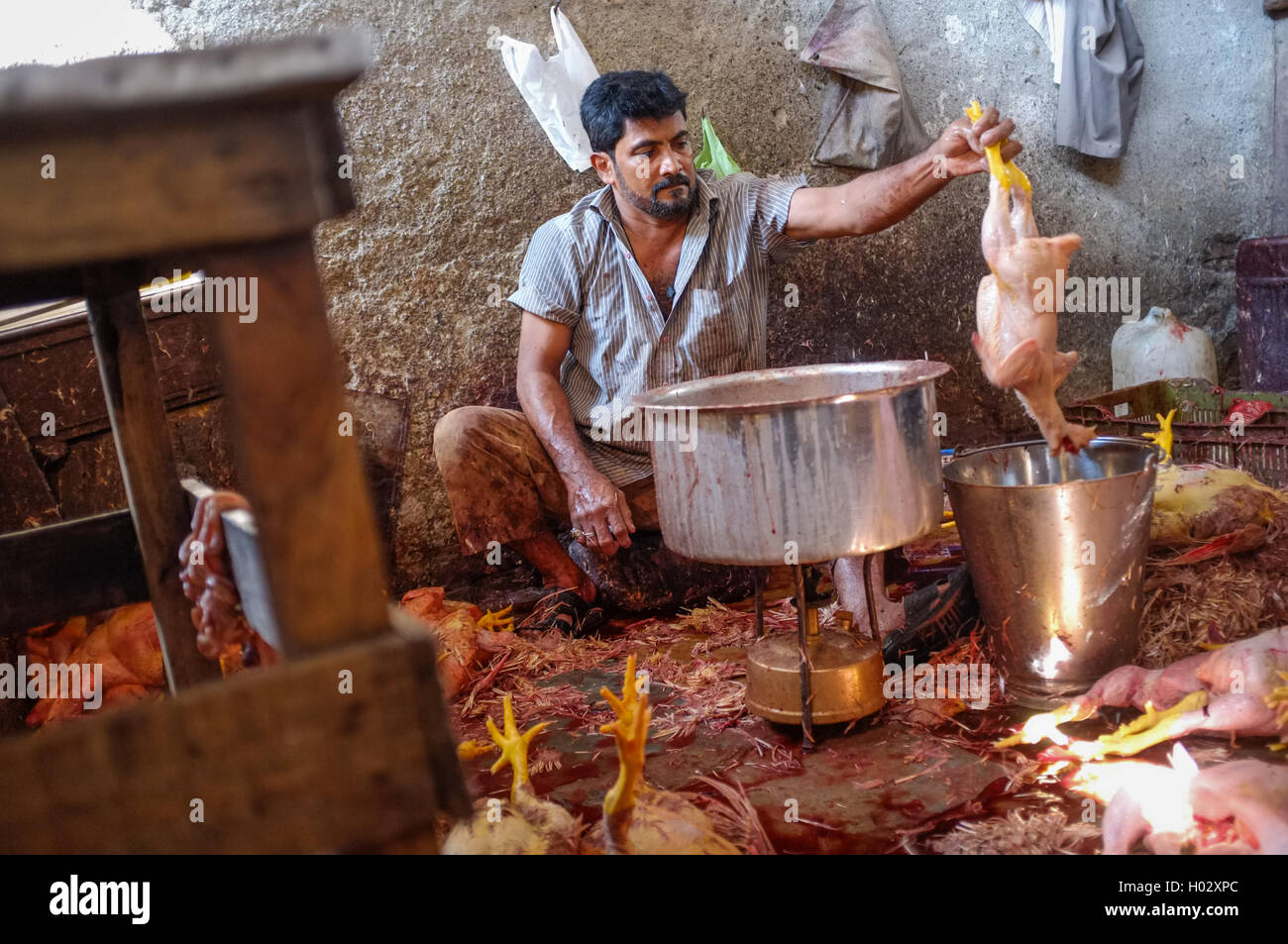 Dead chicken hi-res stock photography and images - Alamy
