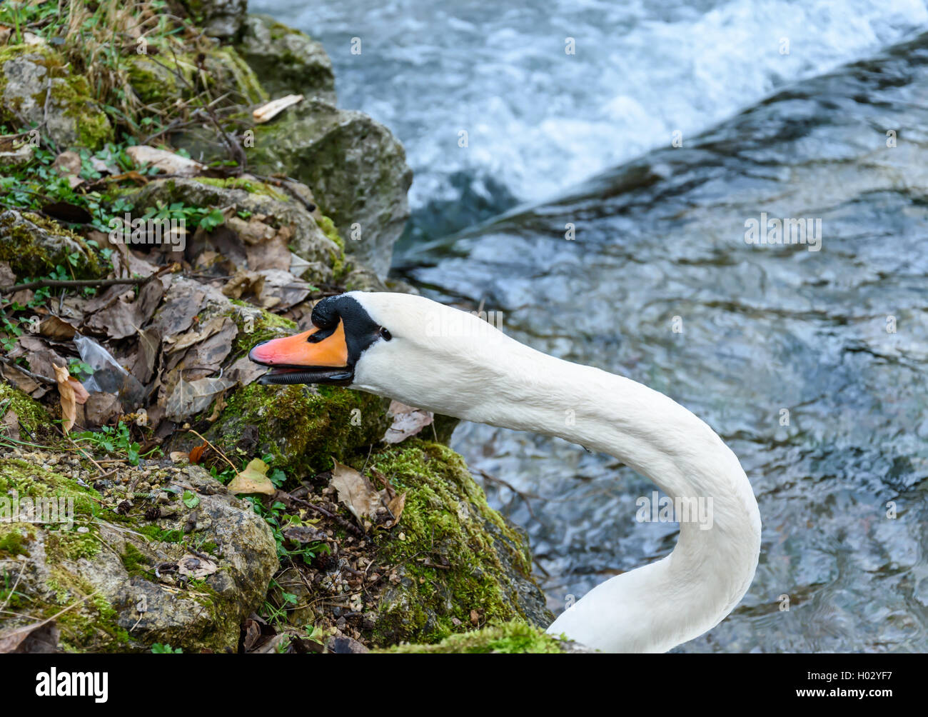 Swan eating hi-res stock photography and images - Alamy