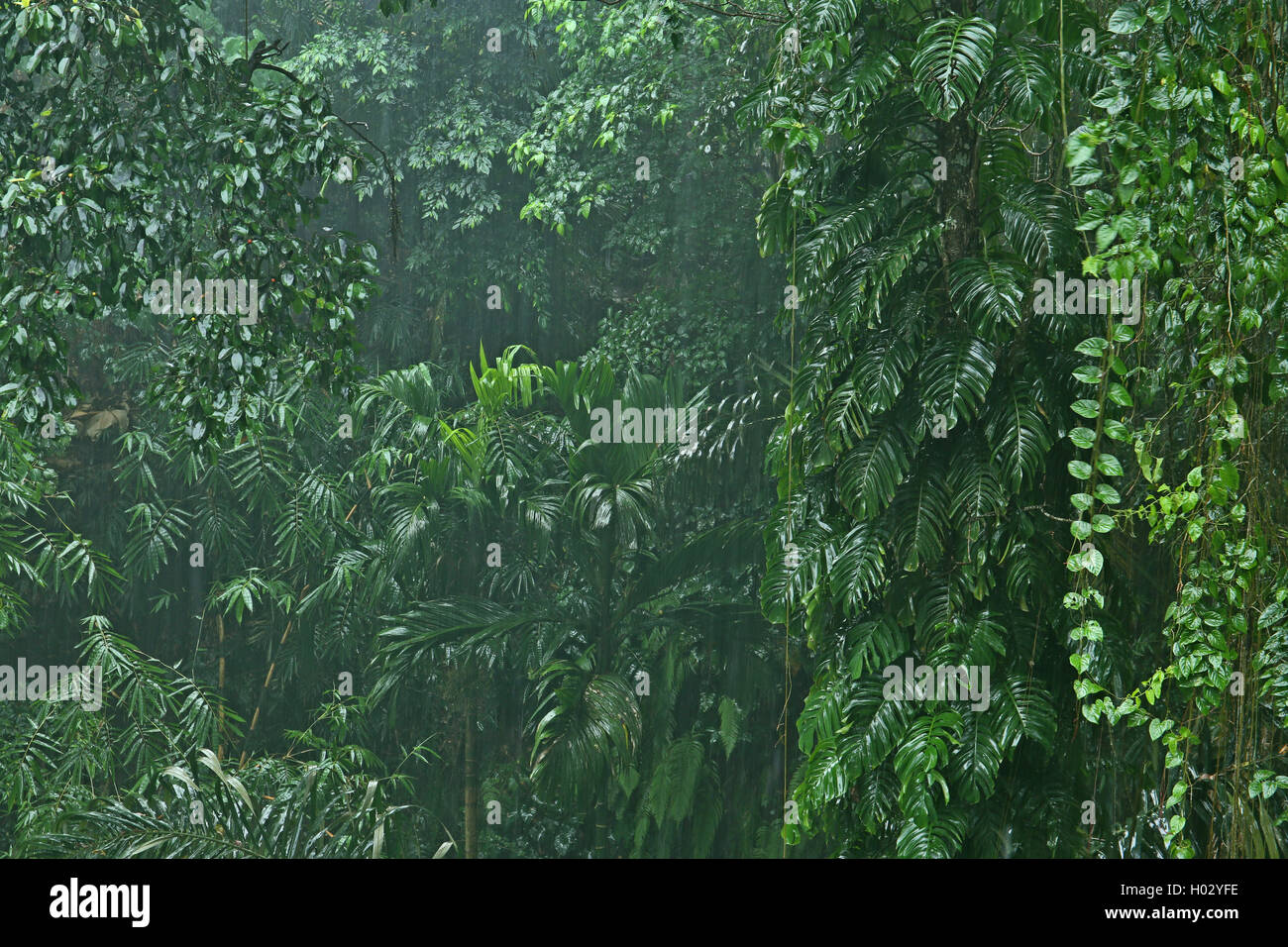Rainfall in the jungle Stock Photo - Alamy