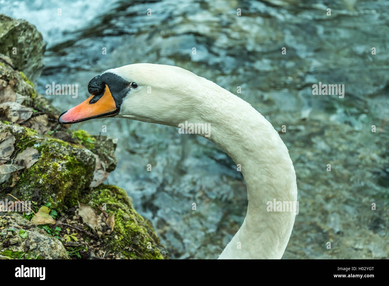 Swan reach hi-res stock photography and images - Alamy