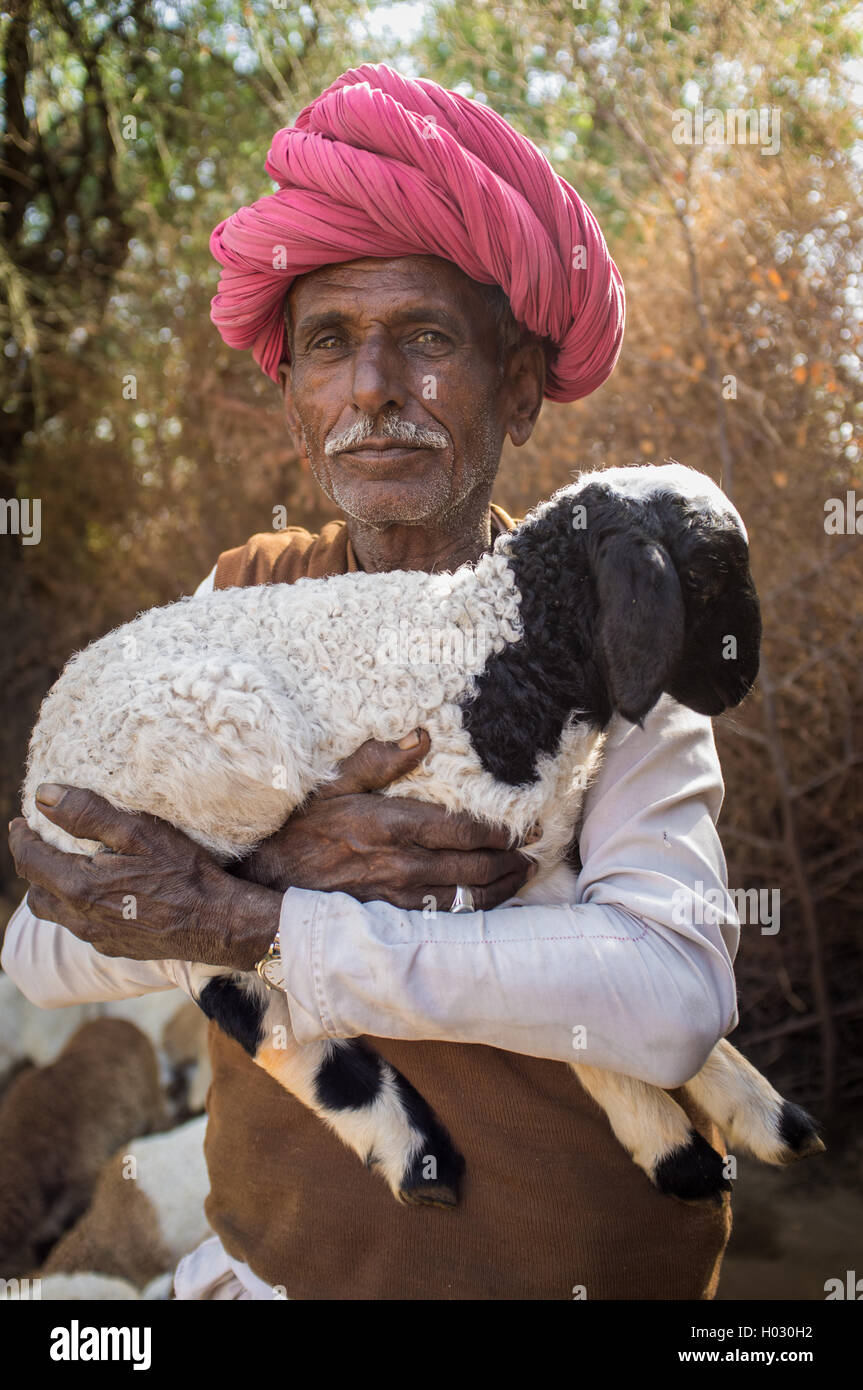 India sheep farm hi-res stock photography and images - Alamy