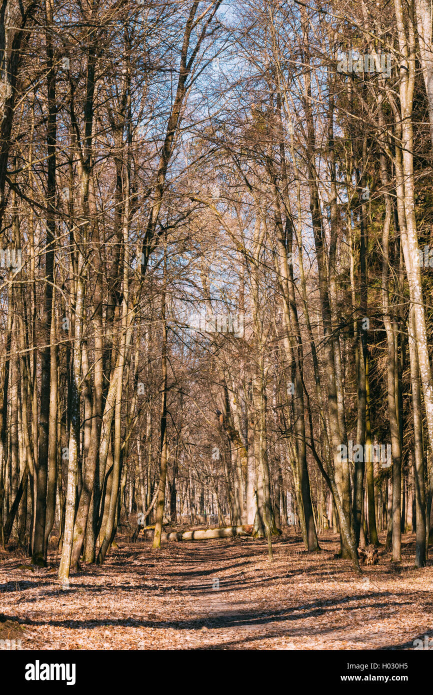 Old path through forest sunset hi-res stock photography and images - Alamy