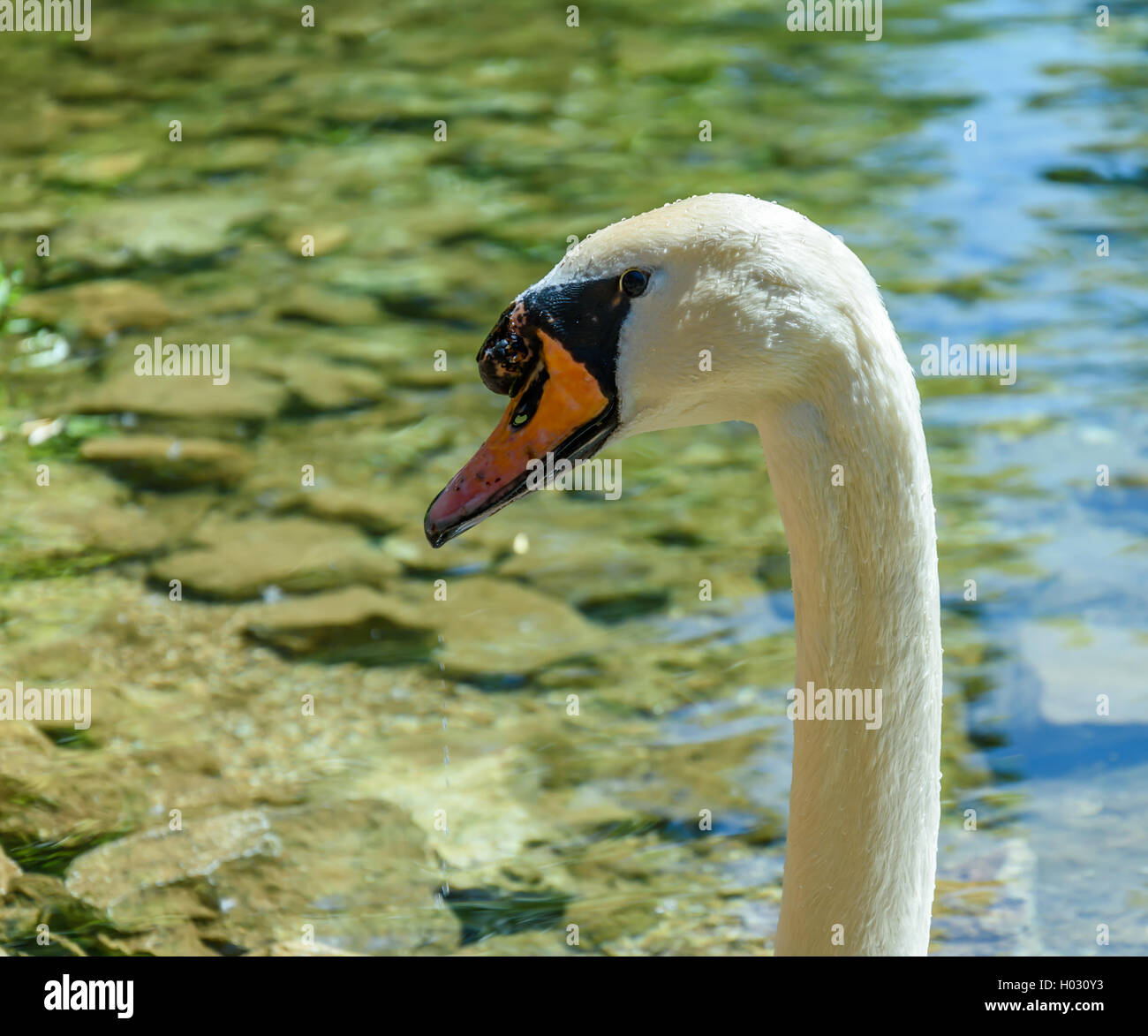 Swan reach hi-res stock photography and images - Alamy