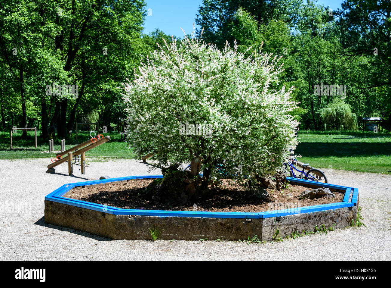 Tree on the playground Stock Photo - Alamy