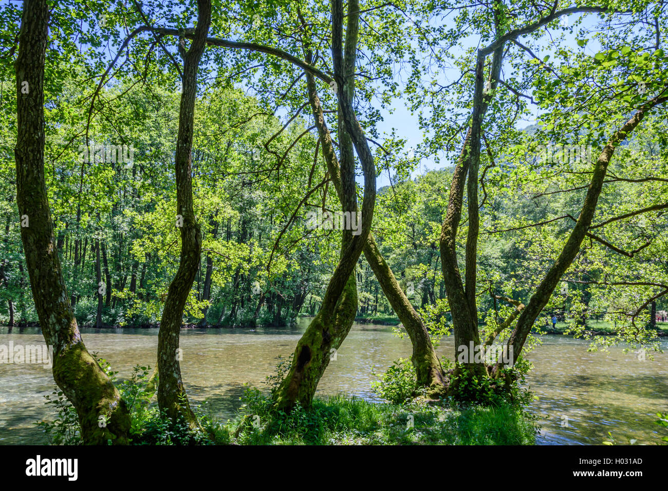 Forked tree branch hi-res stock photography and images - Alamy