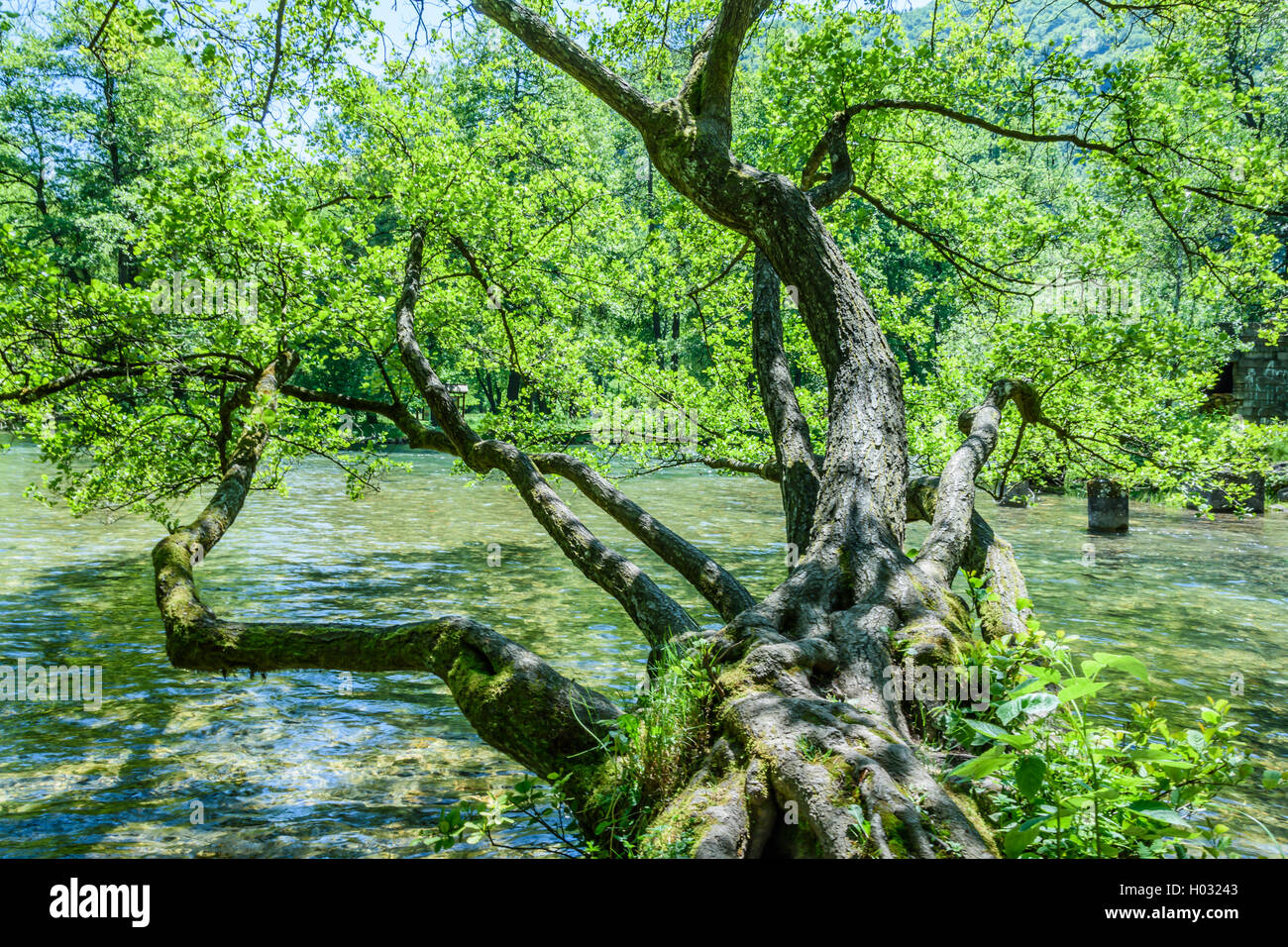 Big tree growing over the river Stock Photo - Alamy