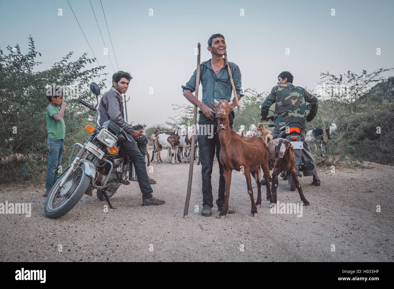 Indian boy with his goats hi-res stock photography and images - Alamy