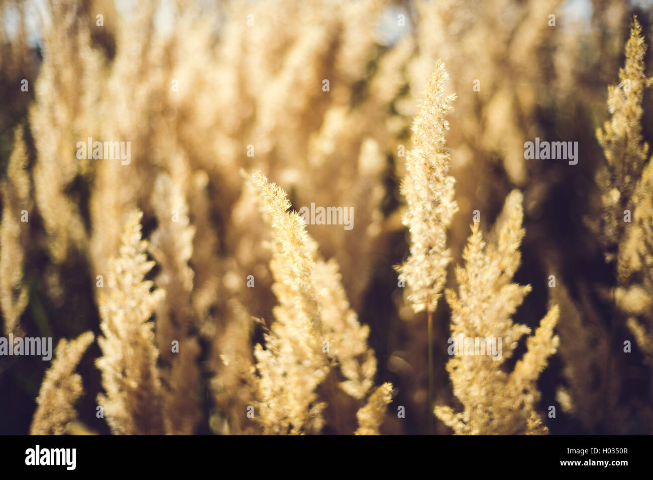 grass at dawn photo shoot Stock Photo - Alamy
