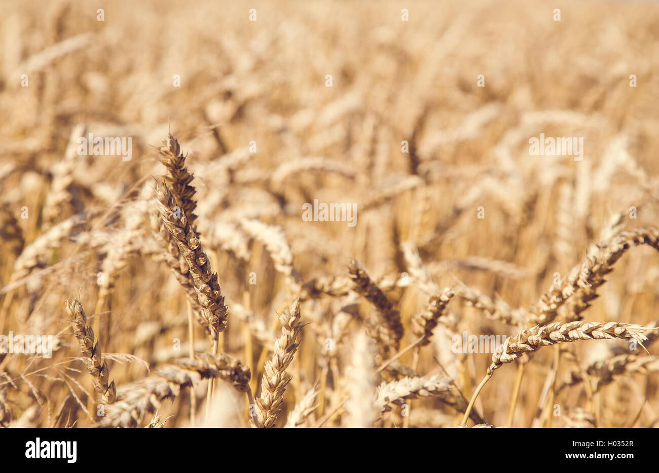 Crop golden gold grain harvest hi-res stock photography and images - Alamy