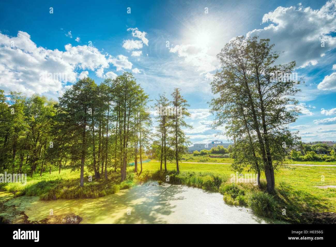 Scenic View Of Summer Sunny Forest Woods And Wild Bog With Duckweed On ...