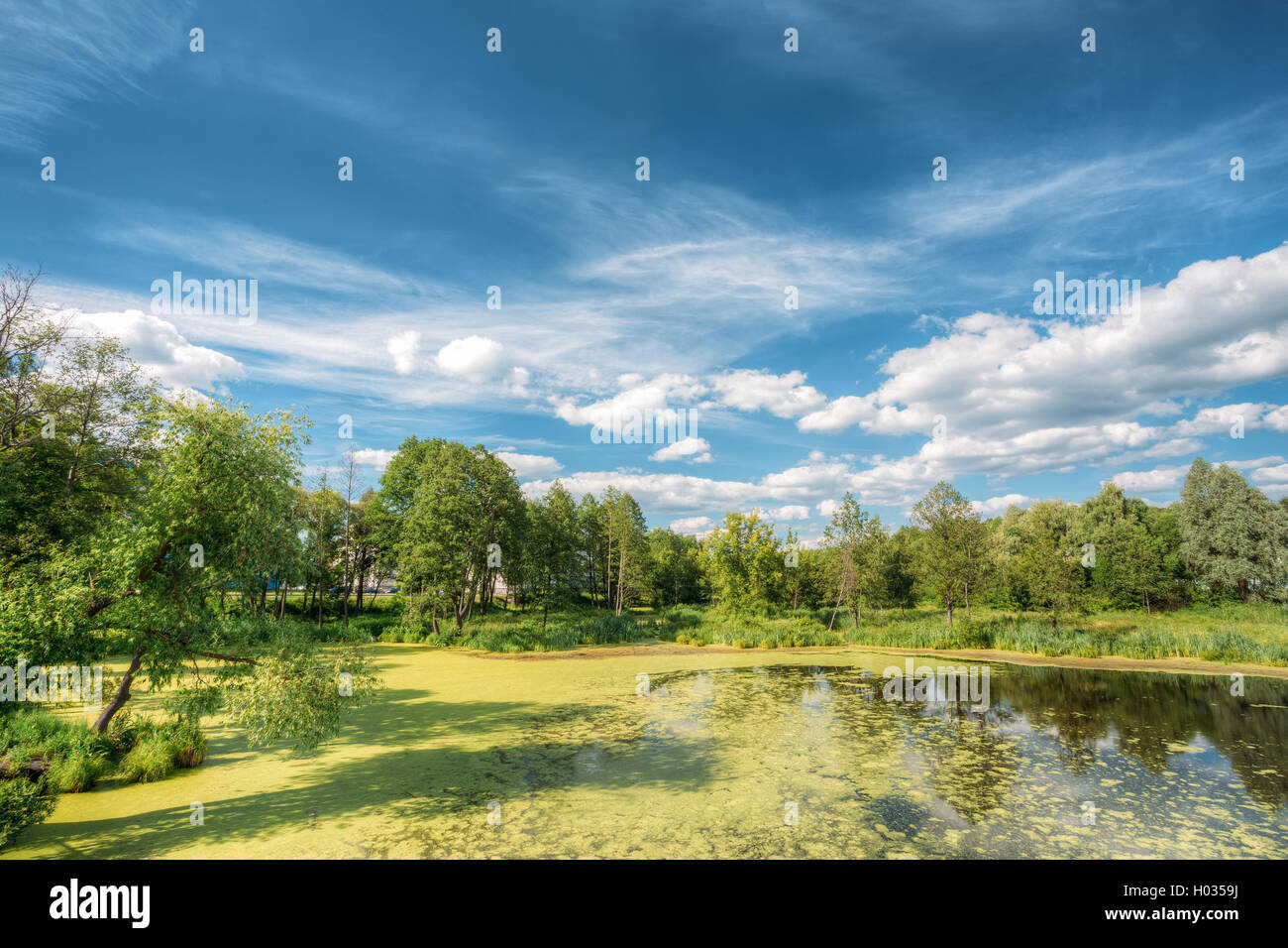 Scenic View Of Summer Sunny Forest Woods And Wild Bog With Duckweed On ...