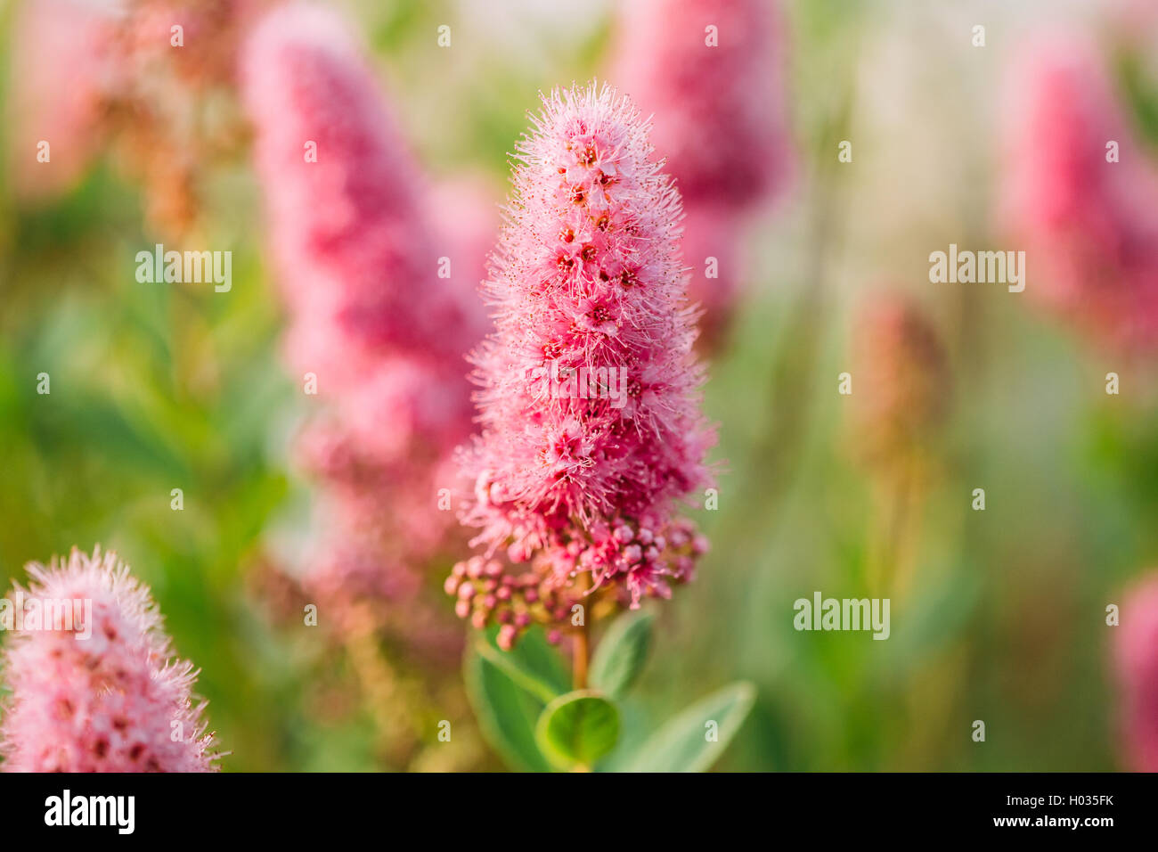 Pink Spirea Flowers On Bush At Spring. Spiraea Flowers Are Highly ...