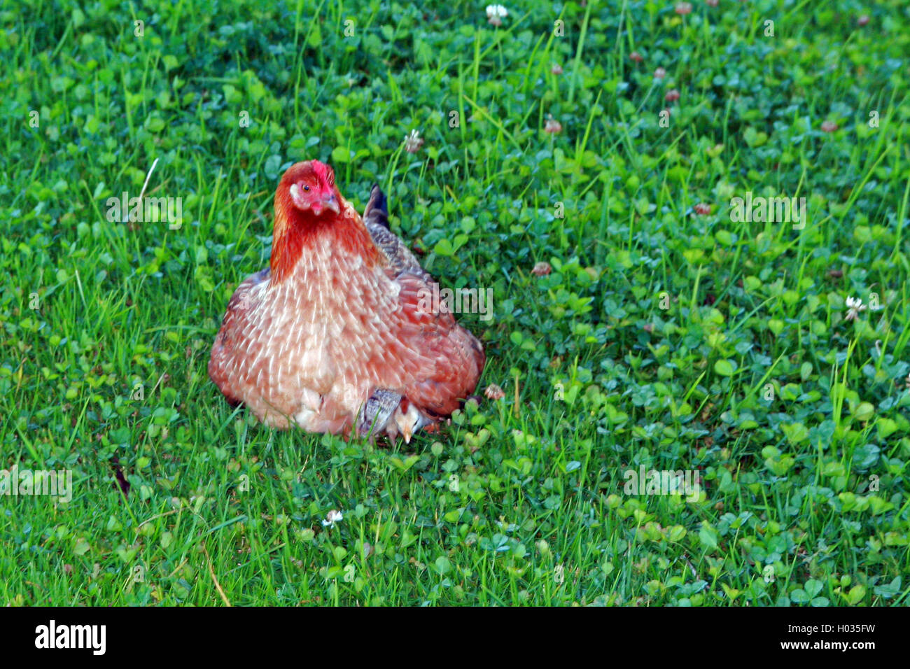 Her Chicks Under The Wings High Resolution Stock Photography and Images ...