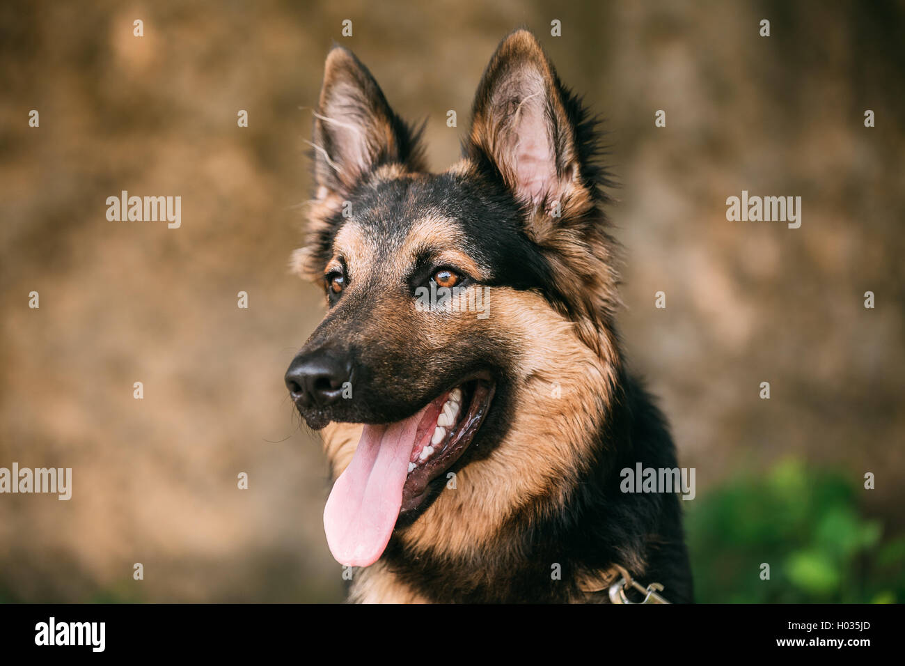 The Portrait Of Gazing Medium Size Mongrel Mixed Breed Long-Haired ...
