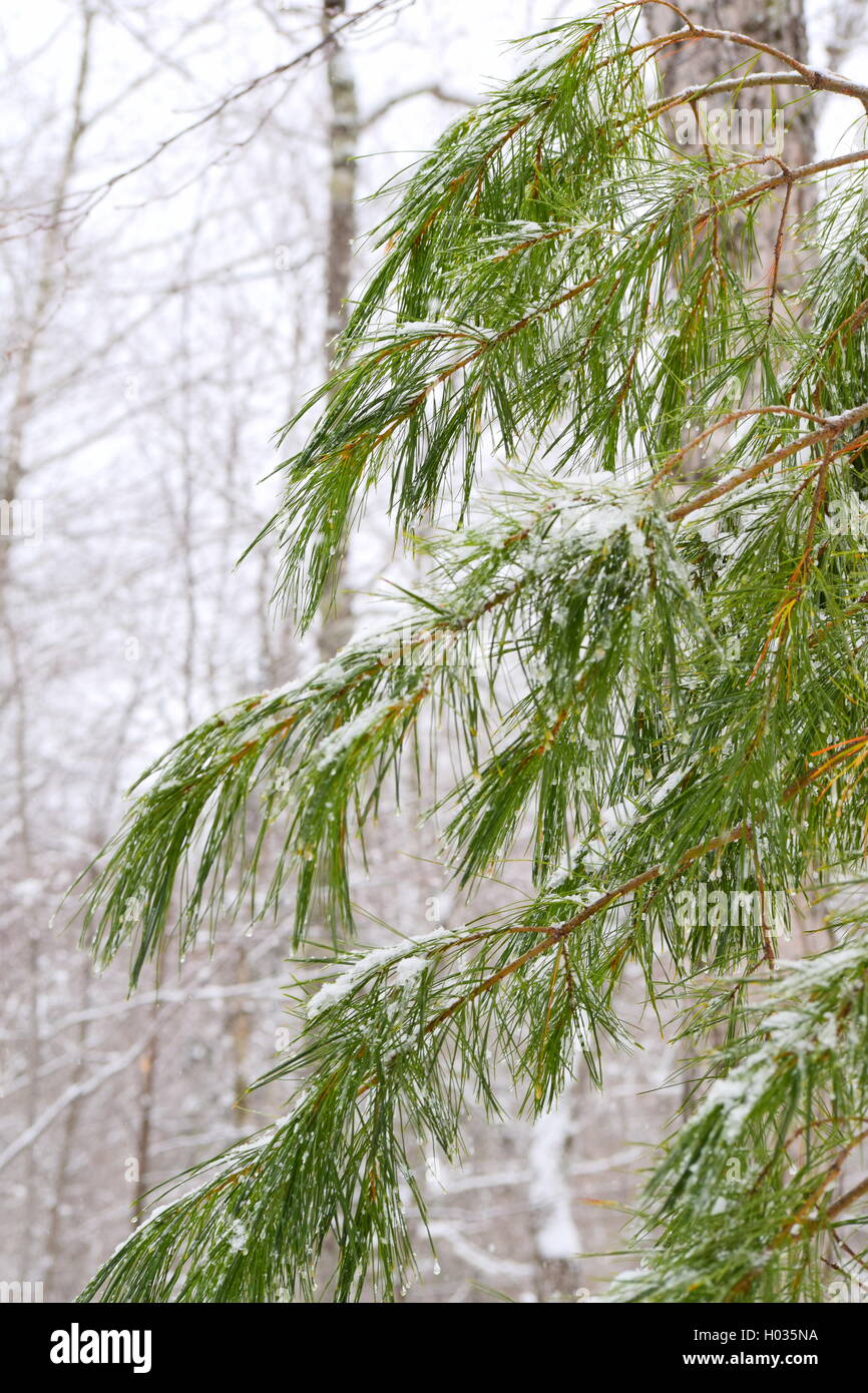 Snowy pines hi-res stock photography and images - Alamy
