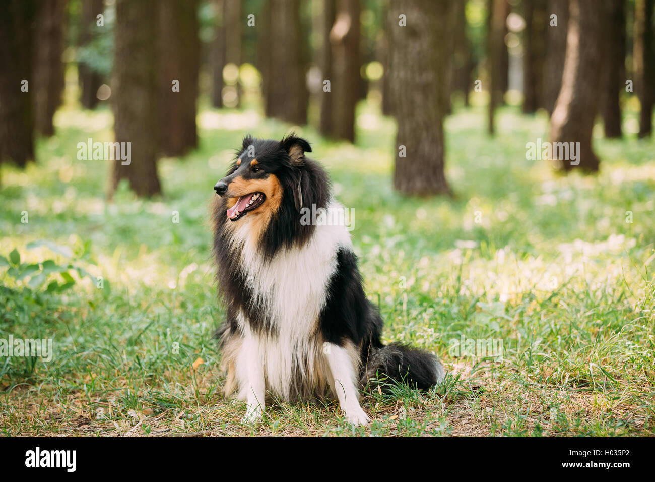 Staring To Camera Tricolor Rough Collie, Scottish Collie, Long-Haired ...