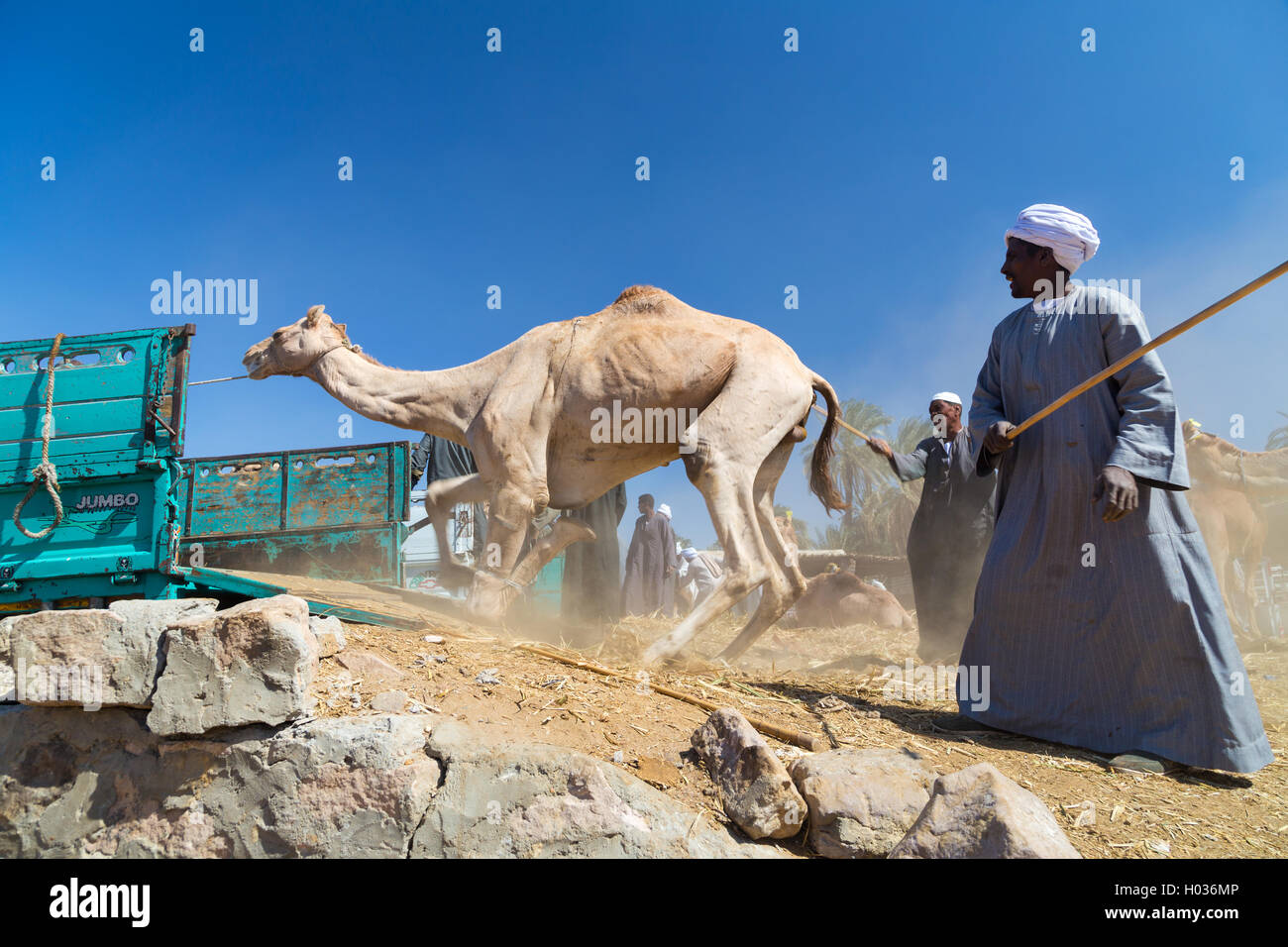 Loading camels hi-res stock photography and images - Alamy