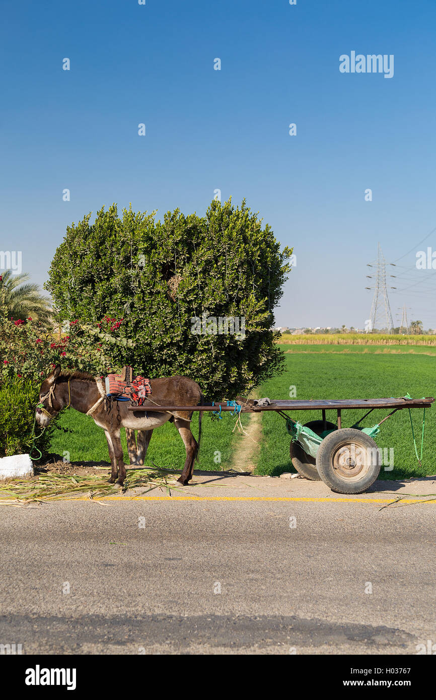 Empty donkey cart alongside road in Valley of Kings, Egypt Stock Photo ...