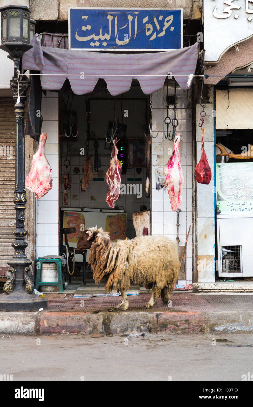 Butcher sheep hi-res stock photography and images - Alamy