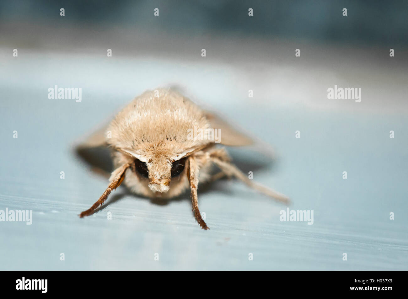 Head shoulders legs hi-res stock photography and images - Alamy