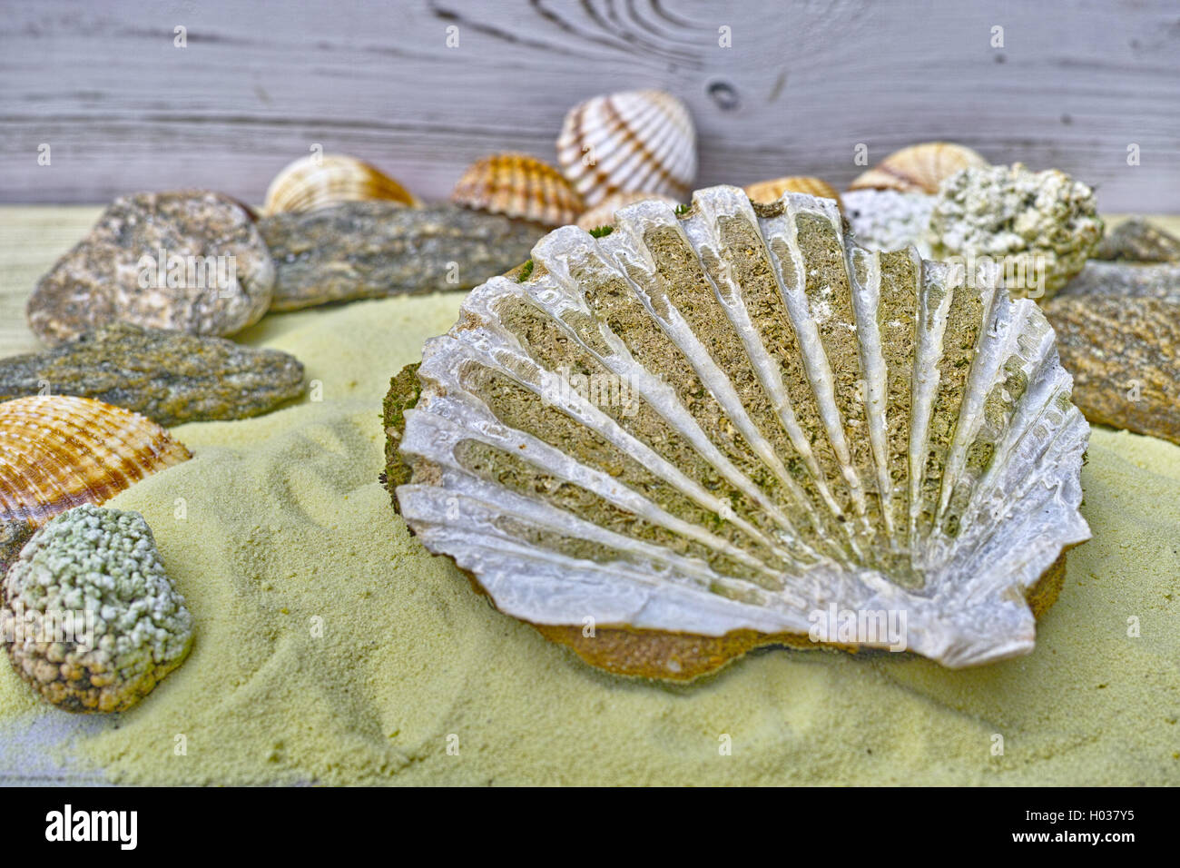Fossil shell sandstone High Resolution Stock Photography and Images - Alamy