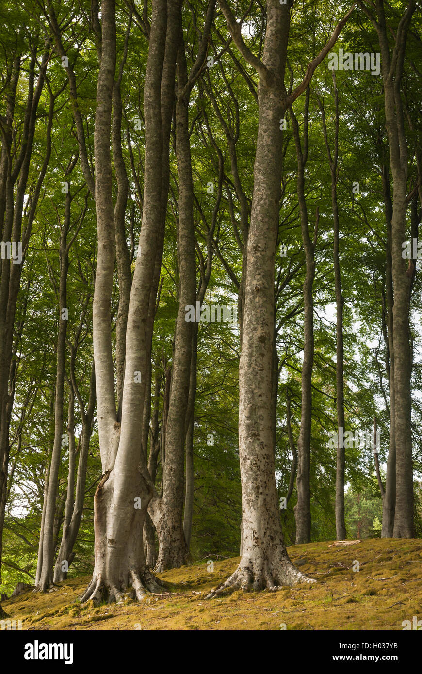 A portrait image of a stand of Beech Trees, Fagus sylvatica Stock Photo ...