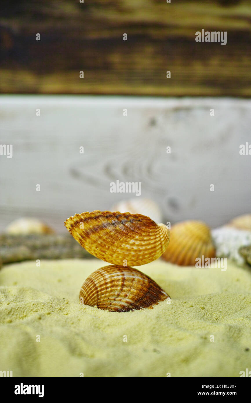 Shells and stones on the yellow sand Stock Photo - Alamy