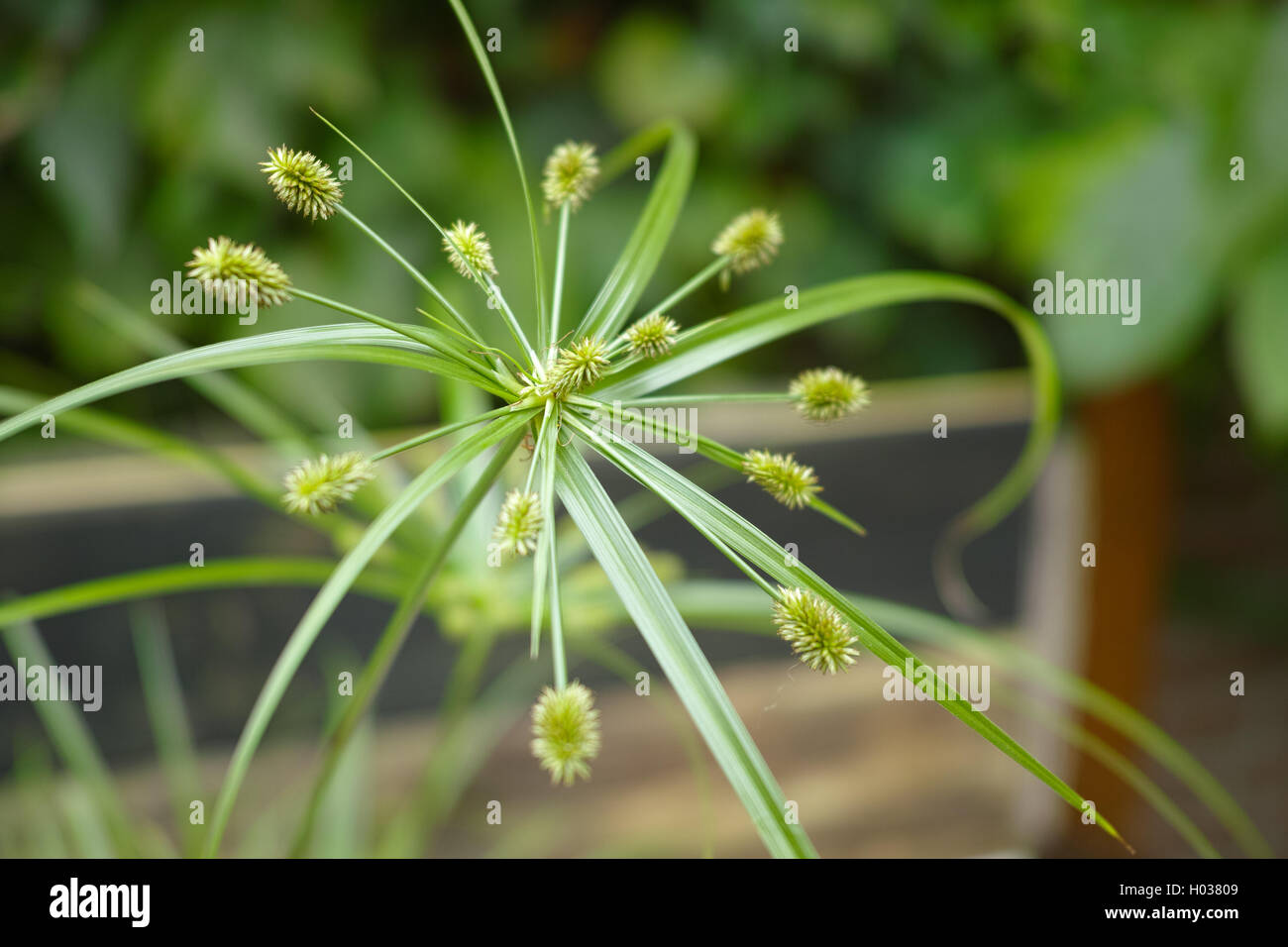 Egyptian papyrus plant pot hi-res stock photography and images - Alamy
