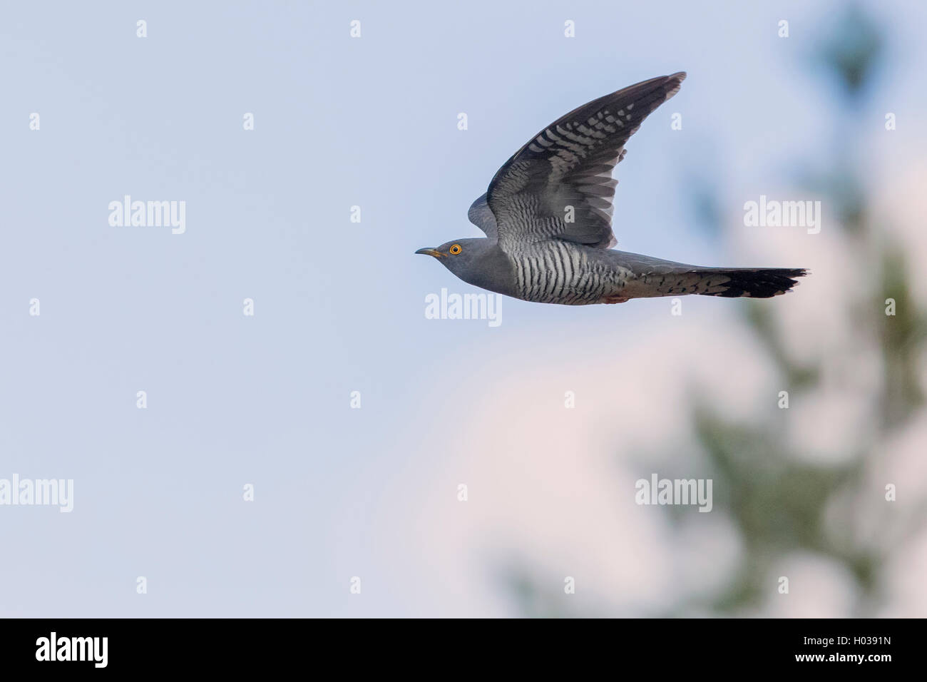 Common cuckoo (Cuculus canorus), adult in flight, Oulu, Northern ...