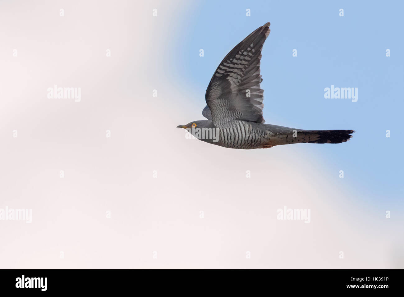 Cuckoo flight hi-res stock photography and images - Alamy