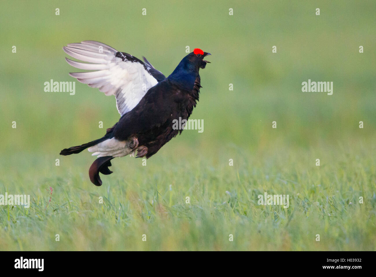 Black grouse in flight in hi-res stock photography and images - Alamy