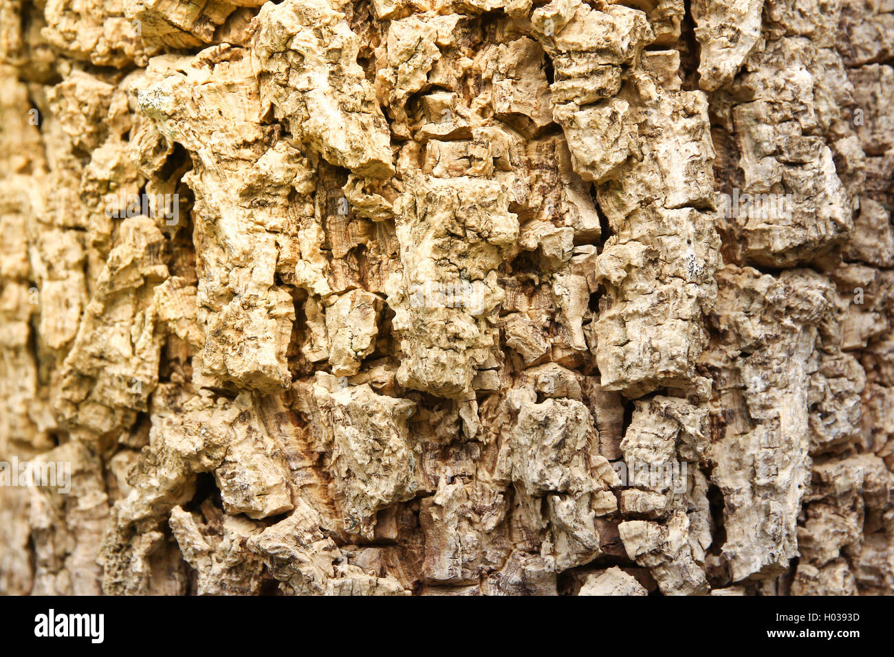 Cluse up of Indian cork tree (Millingtonia hortensis Linn.f) flowers ...