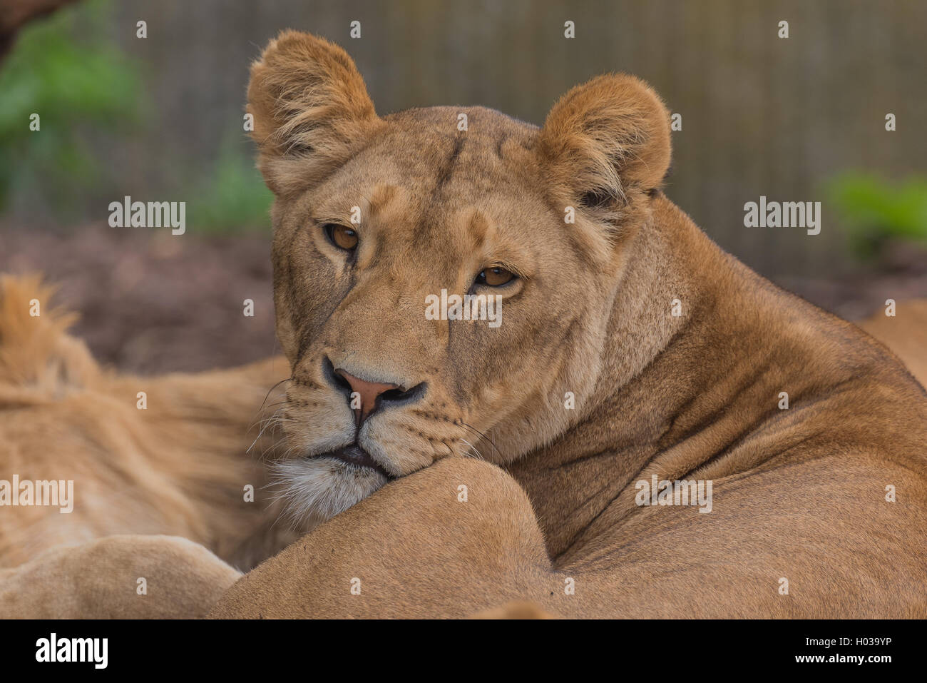 Female lion resting in Copenhagen zoo (Denmark Stock Photo - Alamy